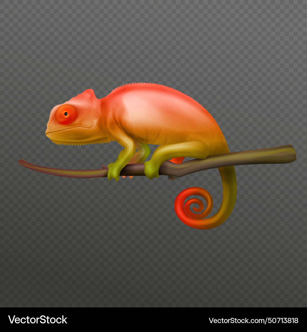 Chameleon realistic transparent Royalty Free Vector Image