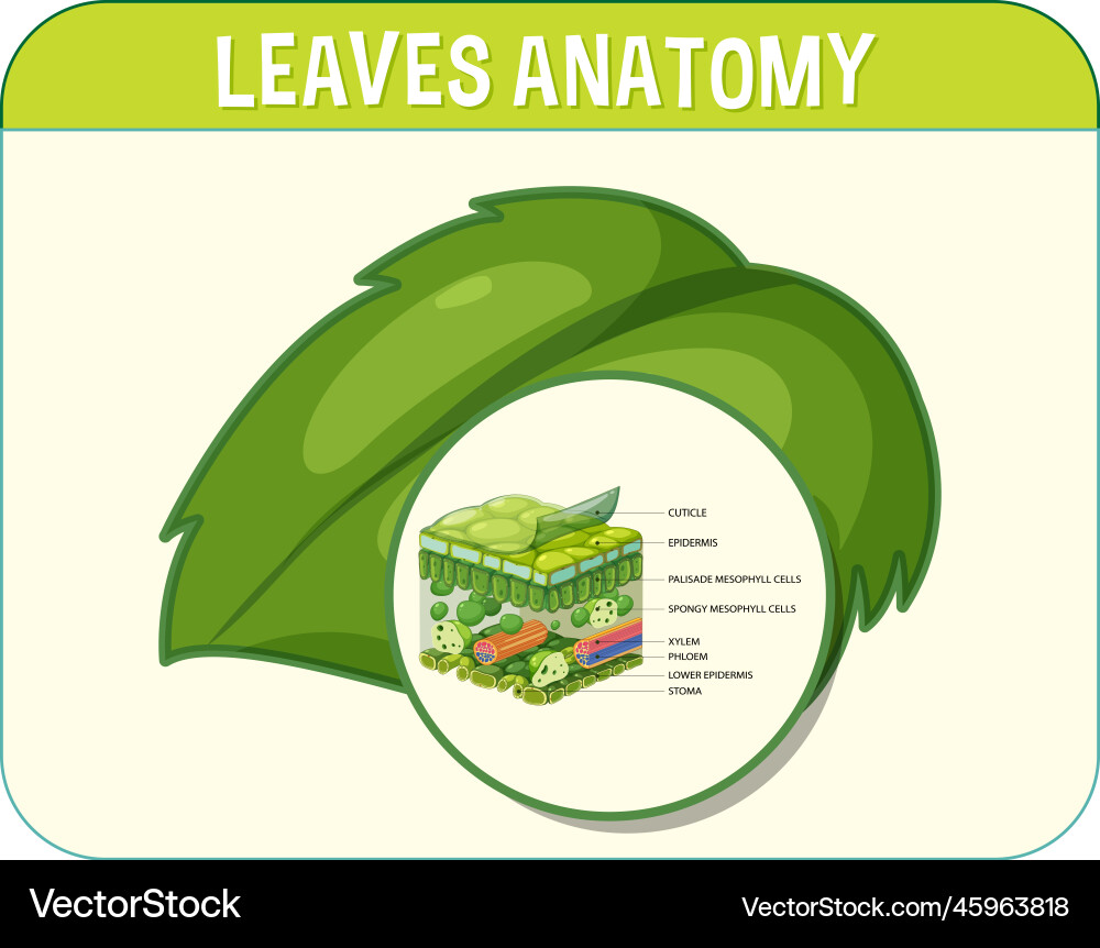 Internal structure of leaf diagram Royalty Free Vector Image