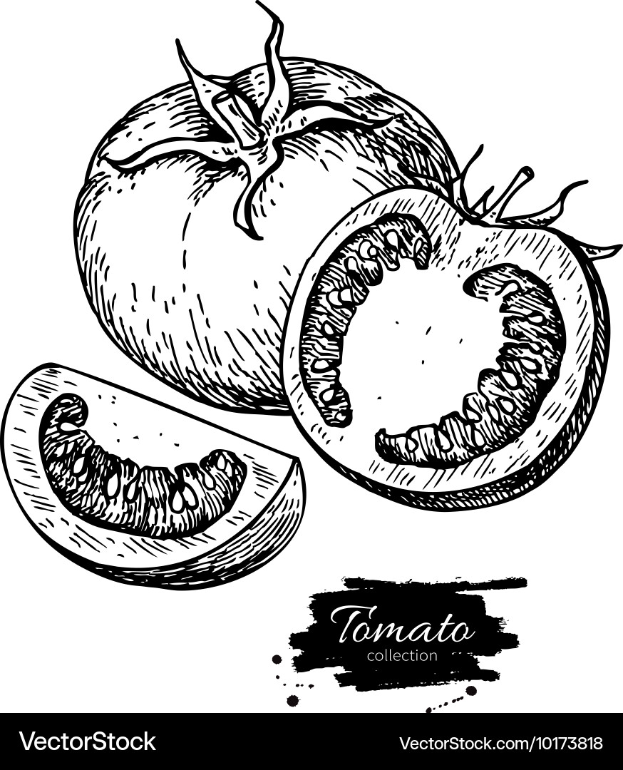 Tomato drawing isolated and sliced Royalty Free Vector Image