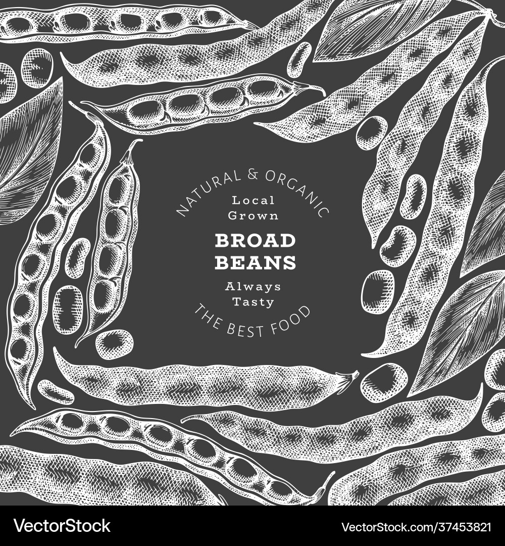 Hand drawn broad beans design template organic Vector Image