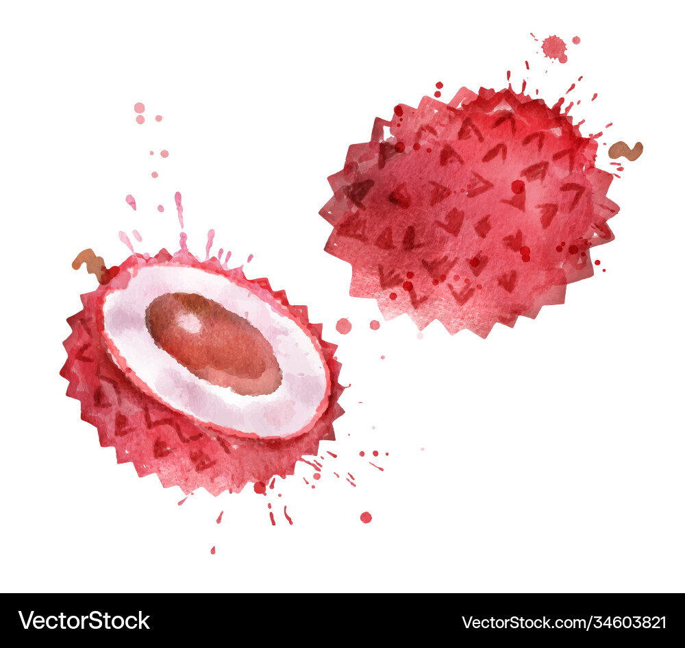 Watercolor litchi Royalty Free Vector Image - VectorStock