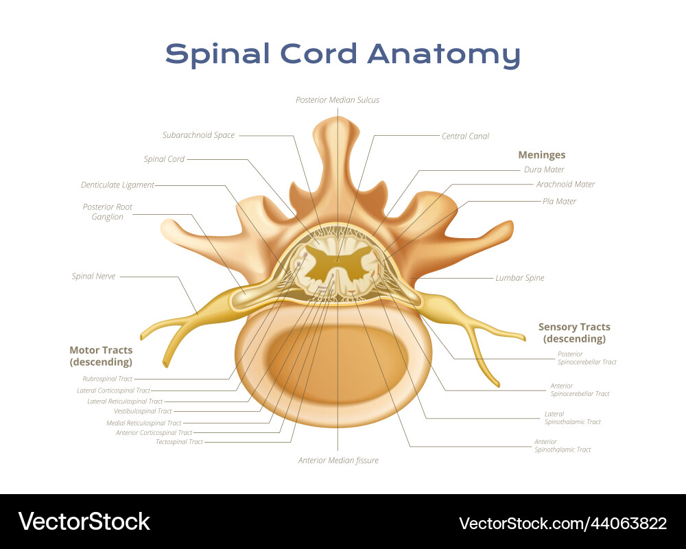 Spinal cord scientific composition Royalty Free Vector Image