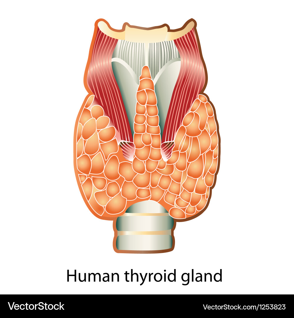 Human Thyroid Anatomy Diagram Royalty Free Vector Image