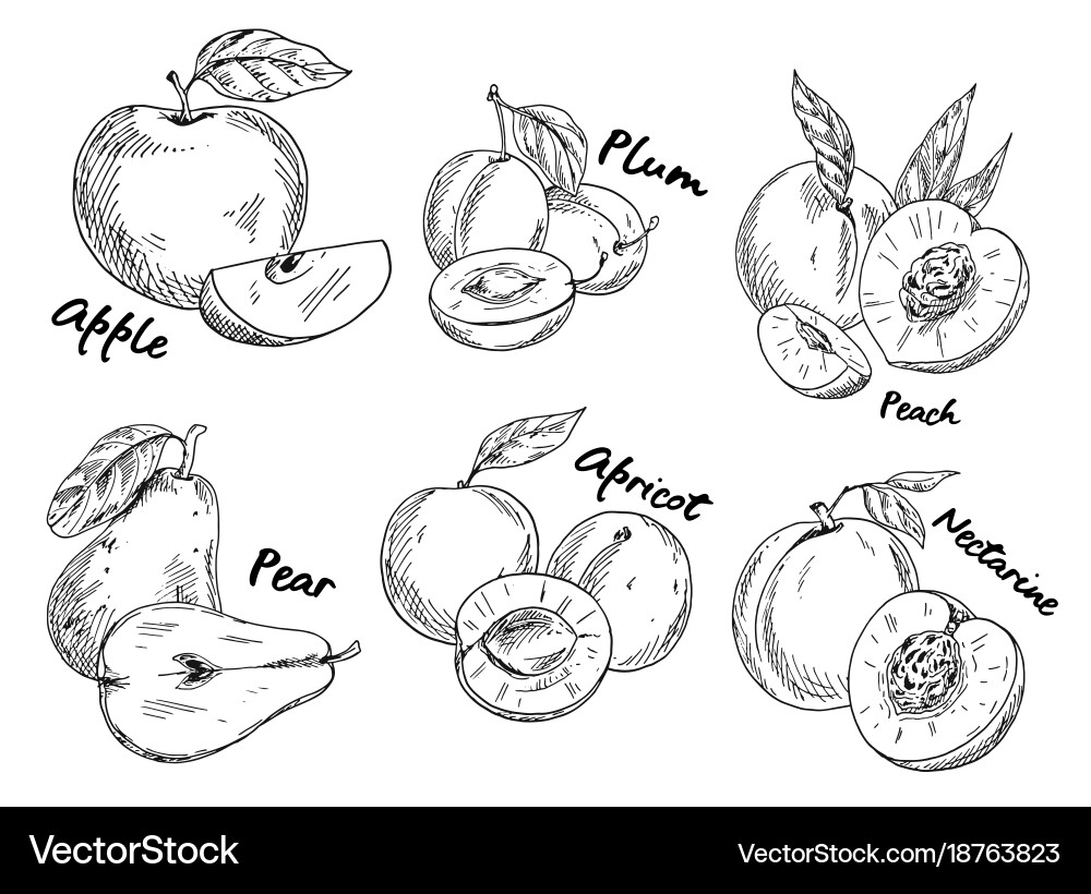 Sketch of apple and plum pear apricot Royalty Free Vector