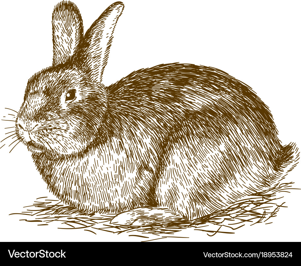 Engraving of bunny Royalty Free Vector Image - VectorStock