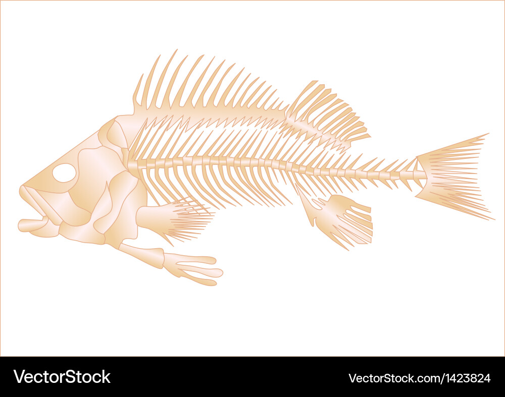 Fish skeleton Royalty Free Vector Image - VectorStock