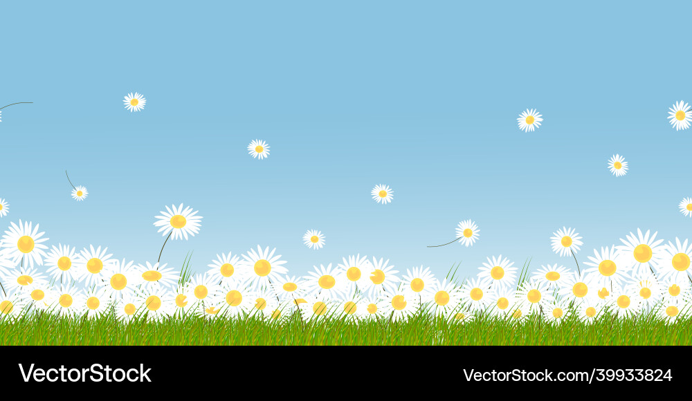 White Daisy Field Pattern Royalty Free Vector Image