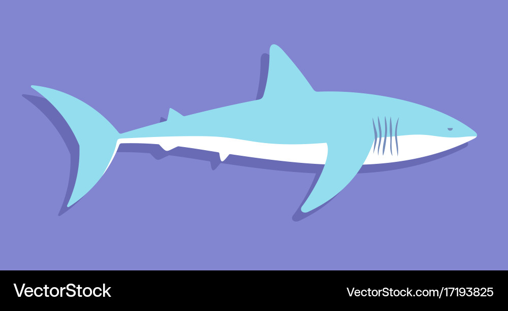Shark Royalty Free Vector Image - VectorStock