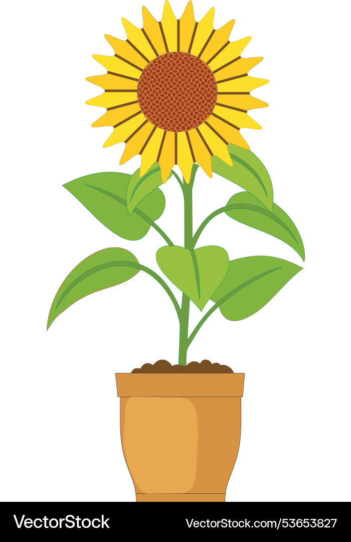 A sunflower plant Royalty Free Vector Image - VectorStock
