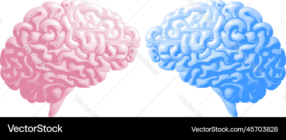 Brain drawing with lines texture Royalty Free Vector Image