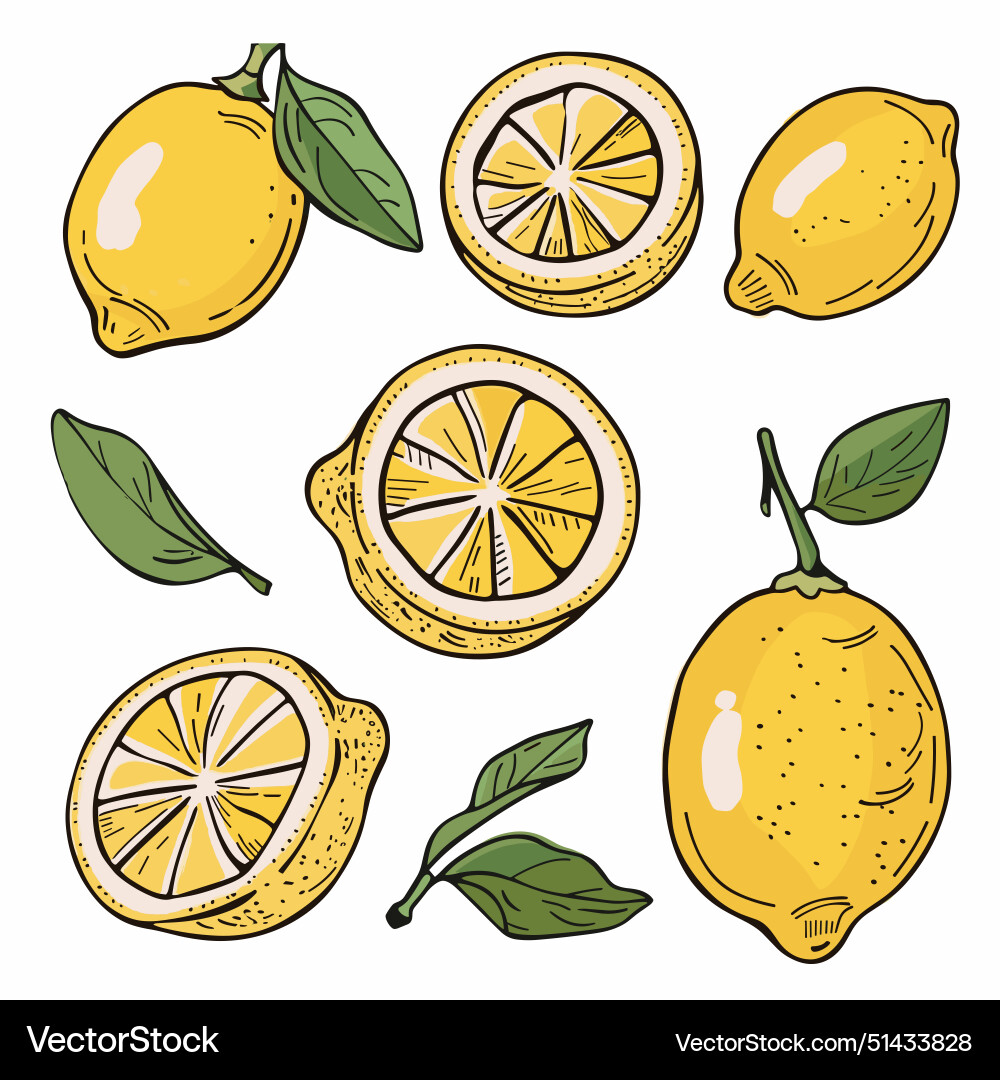 Handdrawn lemons slices leaves artwork vivid Vector Image