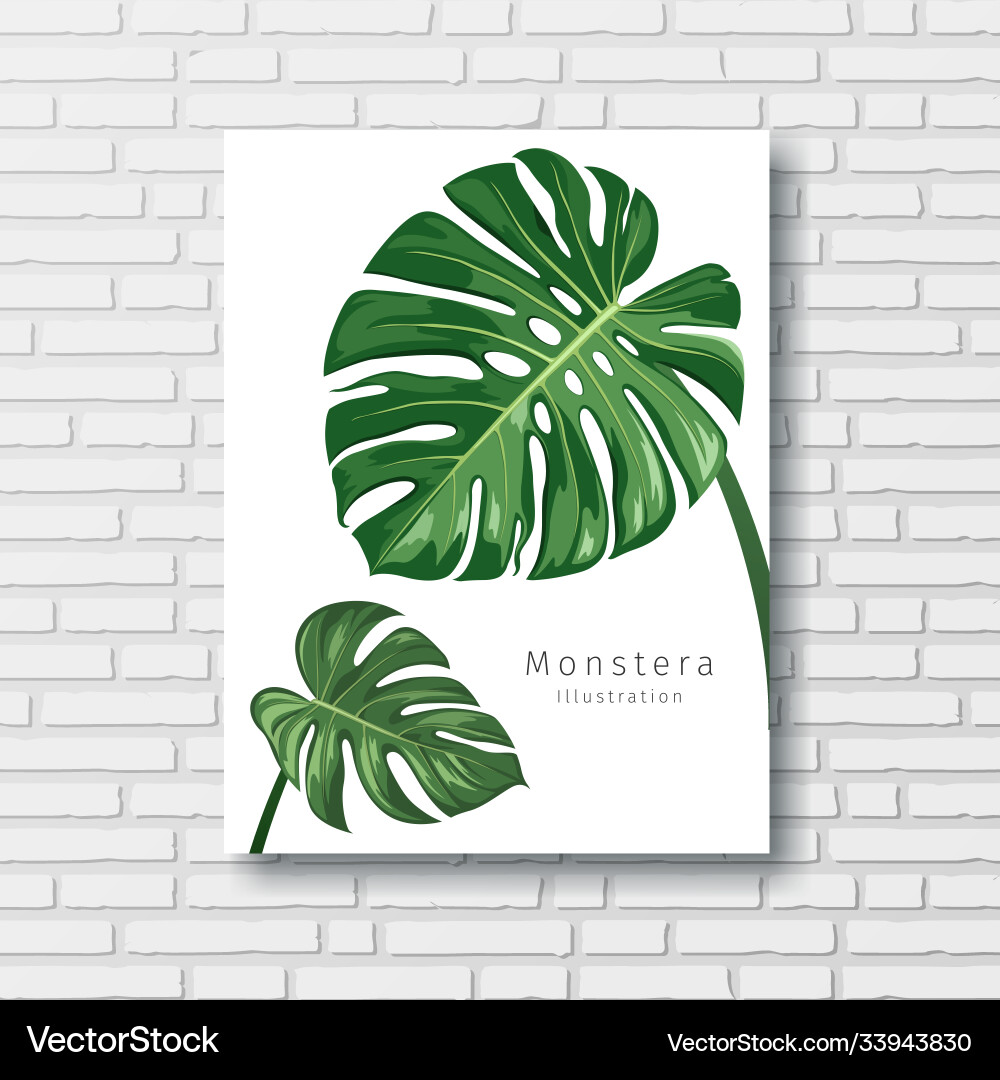 Monstera green leave white frame on block wall Vector Image