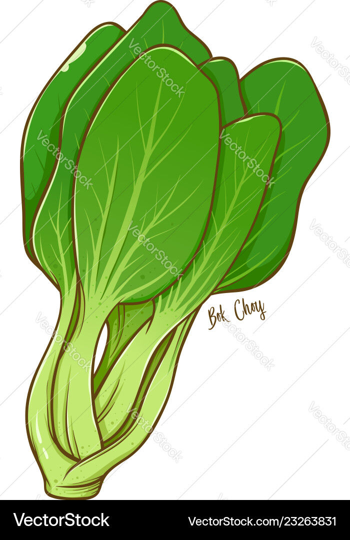 Bokchoy Vector Images (over 100)