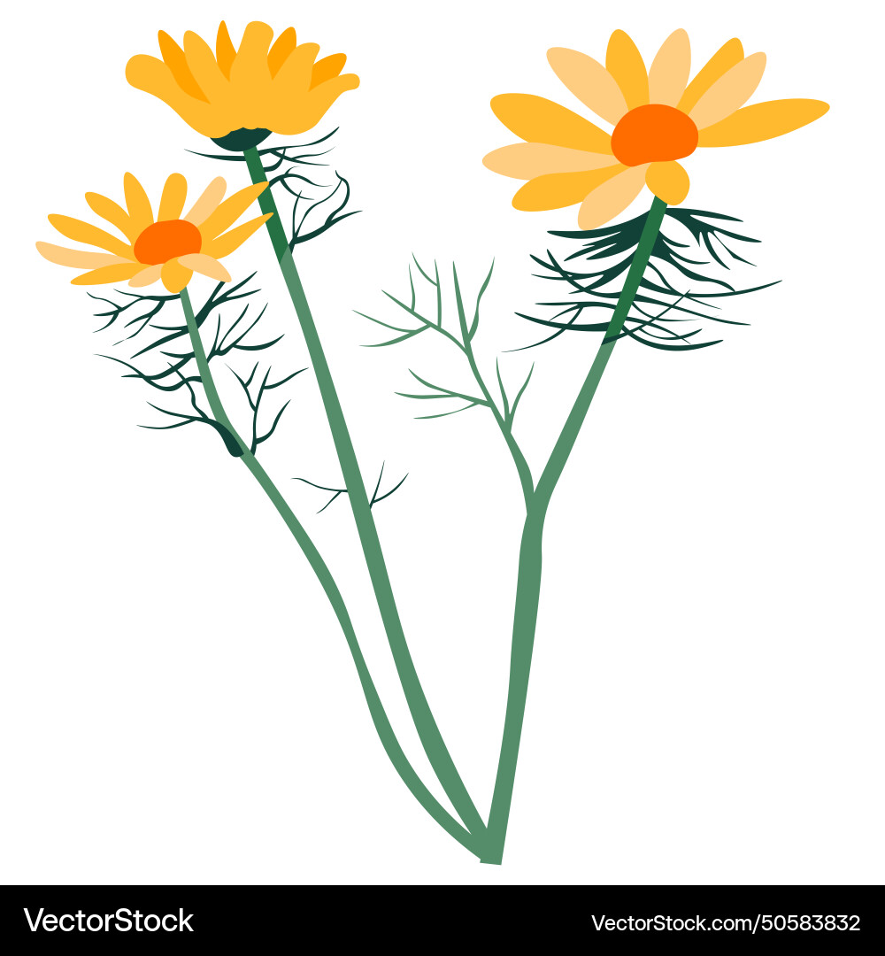 Calendula flower medical herb spring blossom Vector Image