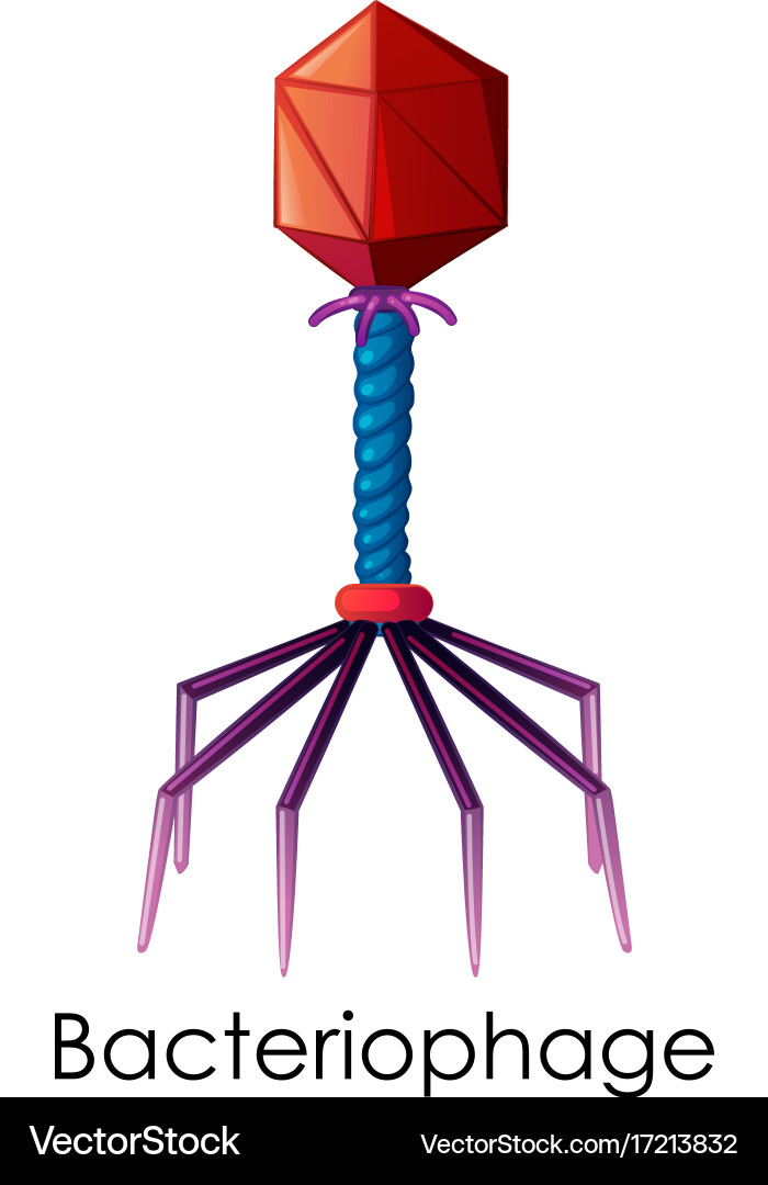 Diagram showing bacteriophage on white Royalty Free Vector