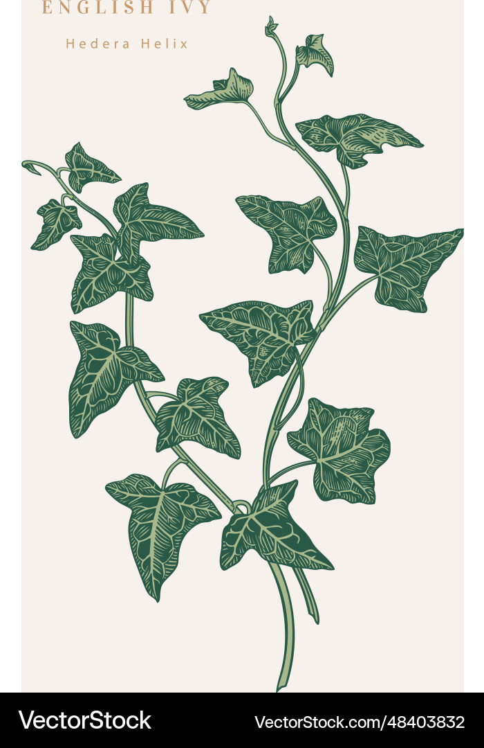 English ivy isolated Royalty Free Vector Image