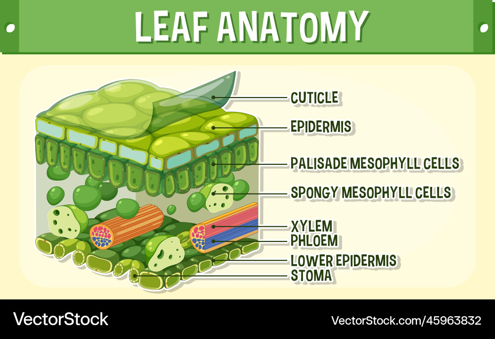 Structure Of Plant Leaf - Infoupdate.org