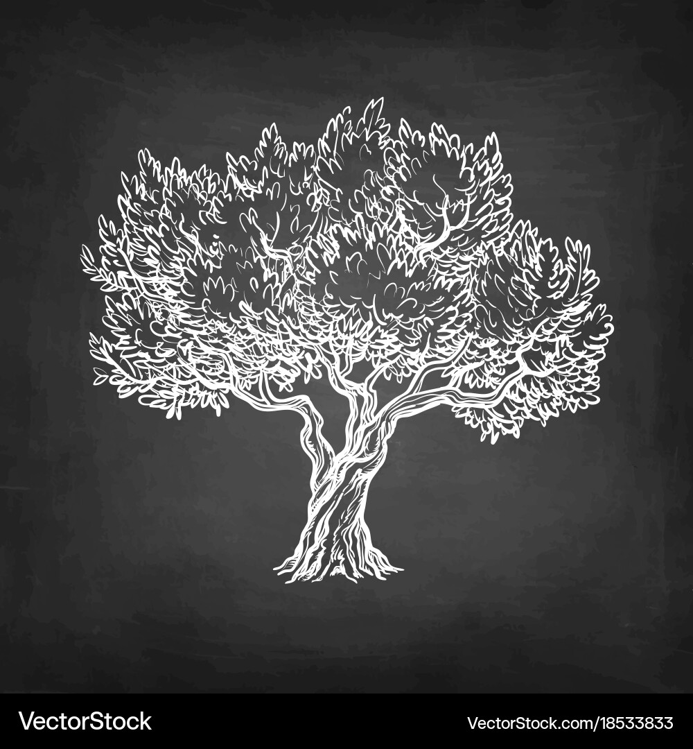 Olive Tree Chalk Sketch Royalty Free Vector Image