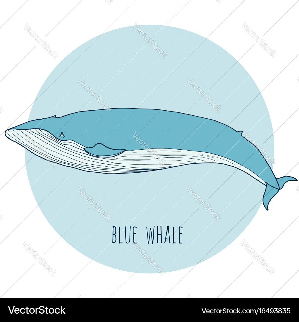 Blue whale Royalty Free Vector Image - VectorStock