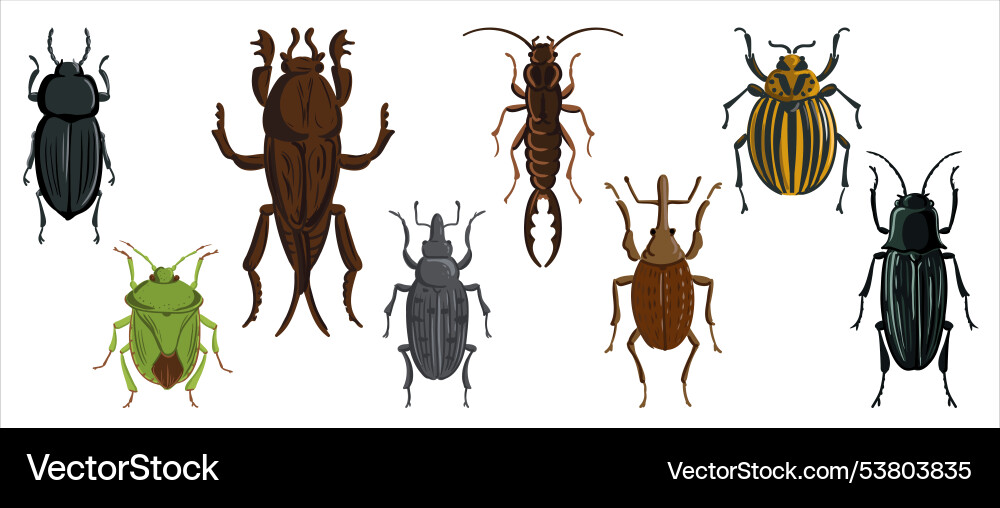 Drawing beetles garden pests Royalty Free Vector Image