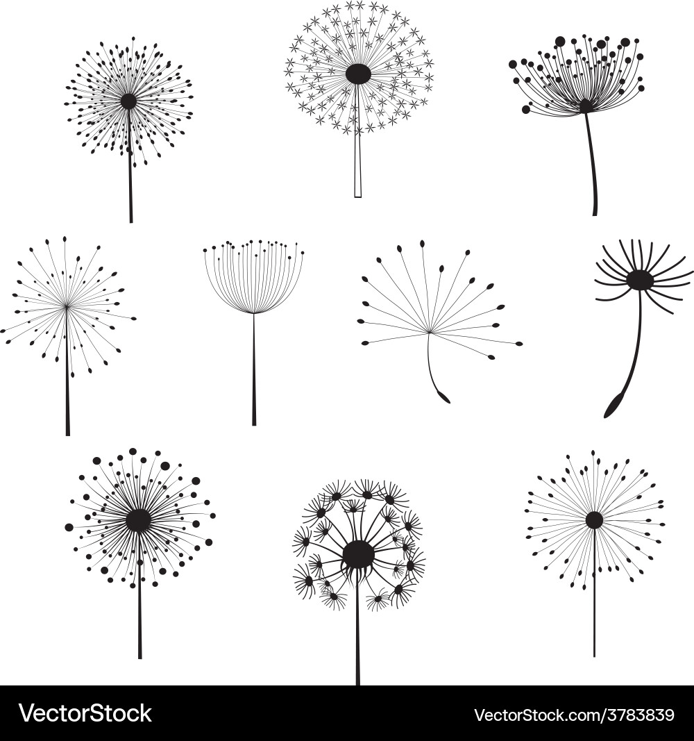 Dandelion Floral Elements Royalty Free Vector Image