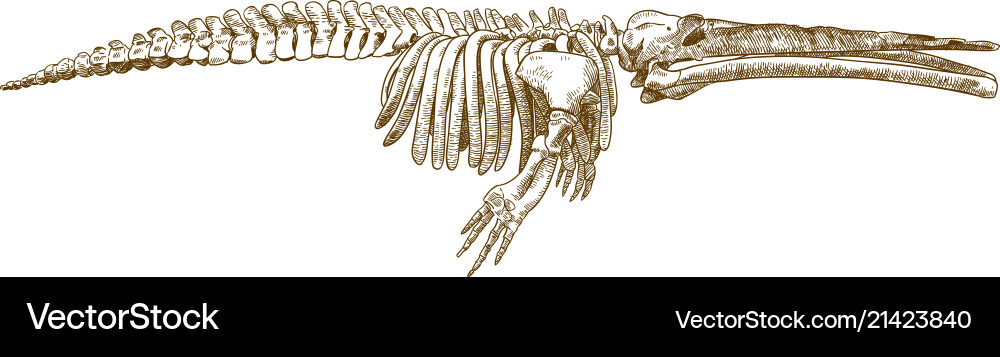 Cetotherium Whale Engraving Royalty Free Vector Image