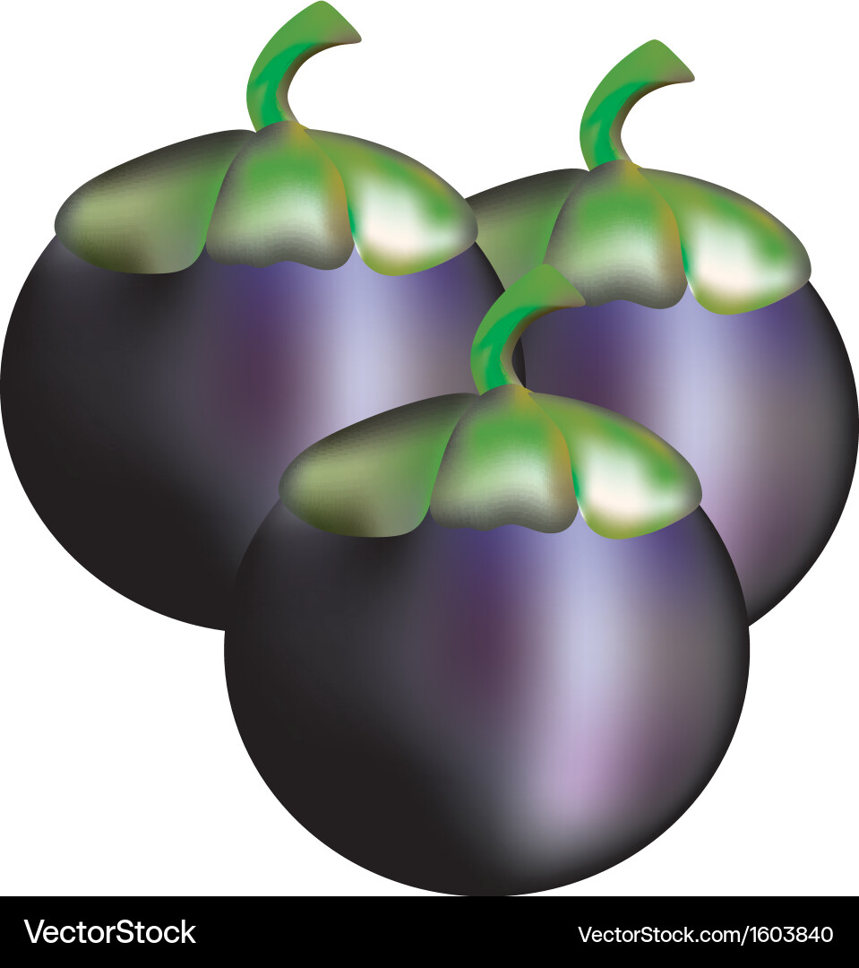 Mangosteen fruit Royalty Free Vector Image - VectorStock