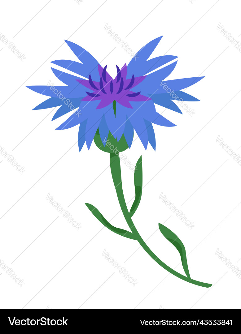 Cornflower Vector
