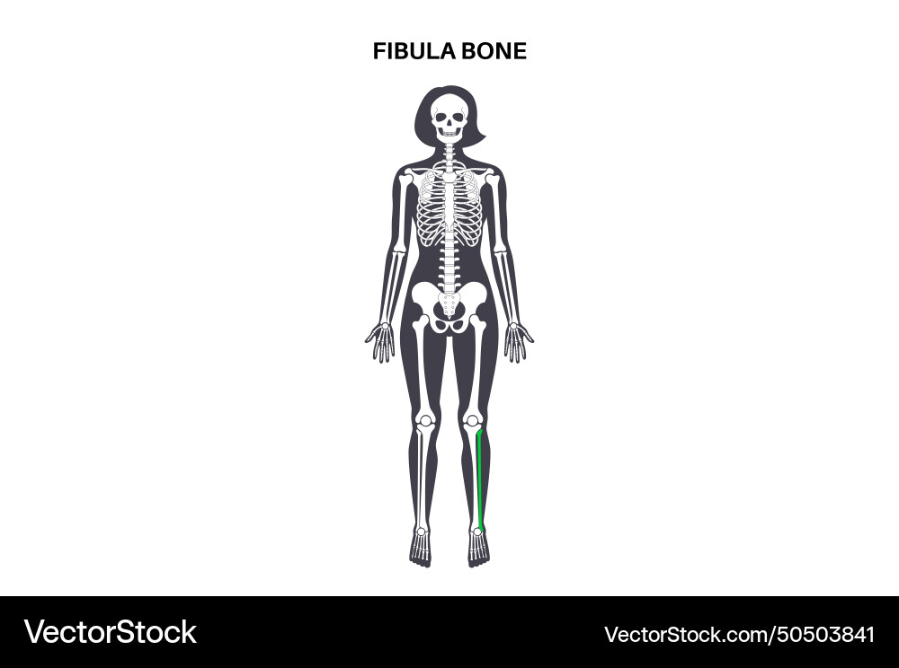 Fibula bone anatomy Royalty Free Vector Image - VectorStock