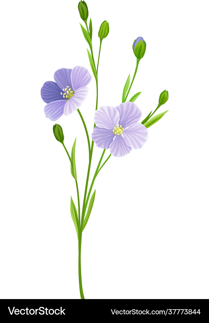 Violet flower or blossom on leafy stalk stem Vector Image