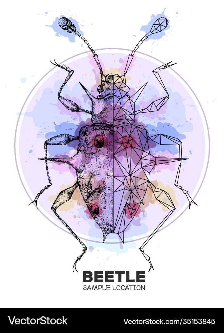 Realistic and polygonal endomychidae beetle Vector Image