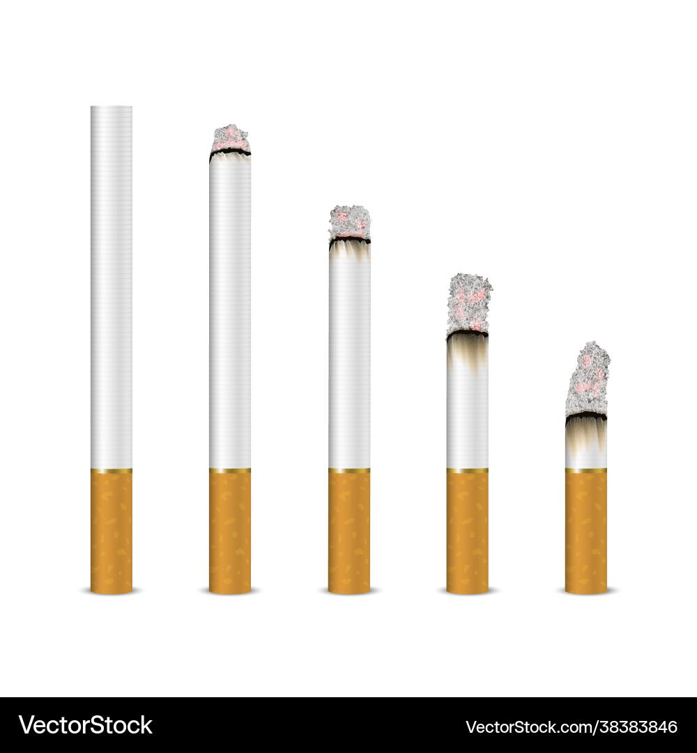 3d realistic cigarette set closeup isolated Vector Image