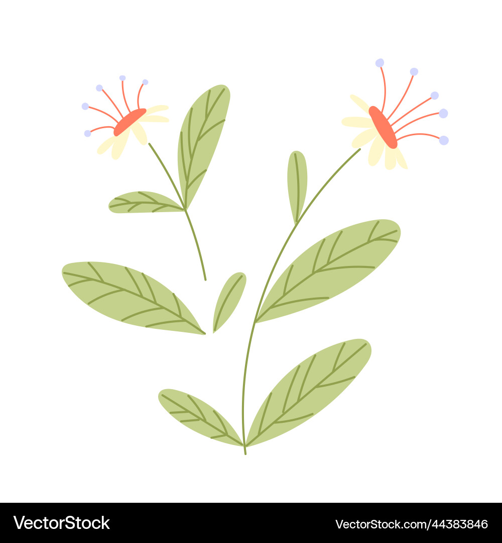Flower with blooming bud Royalty Free Vector Image
