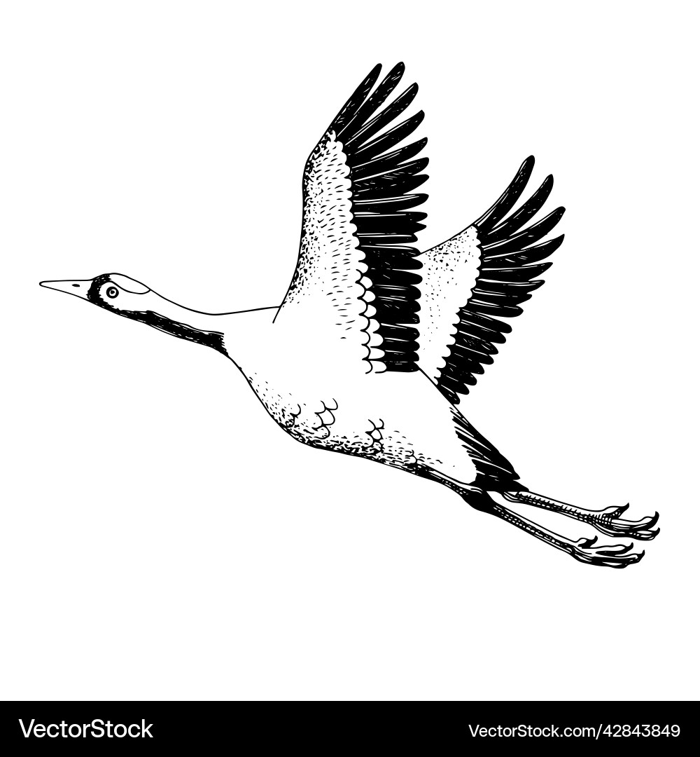 Hand drawn chinese red crowned crane Royalty Free Vector