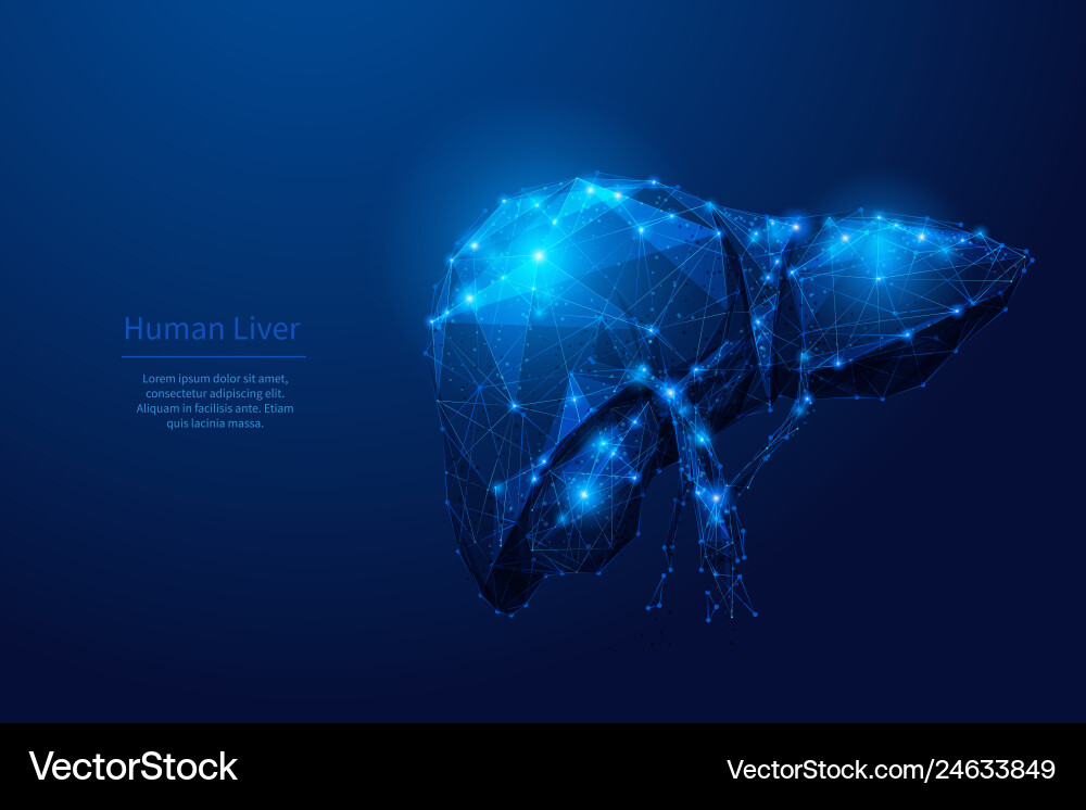 Liver organ low poly blue Royalty Free Vector Image