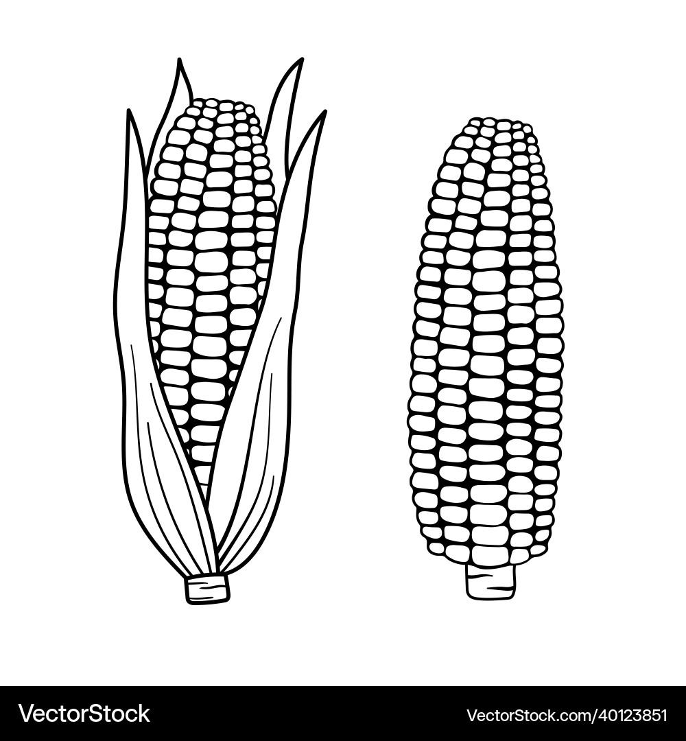 Corn outline simple for menu hand Royalty Free Vector Image