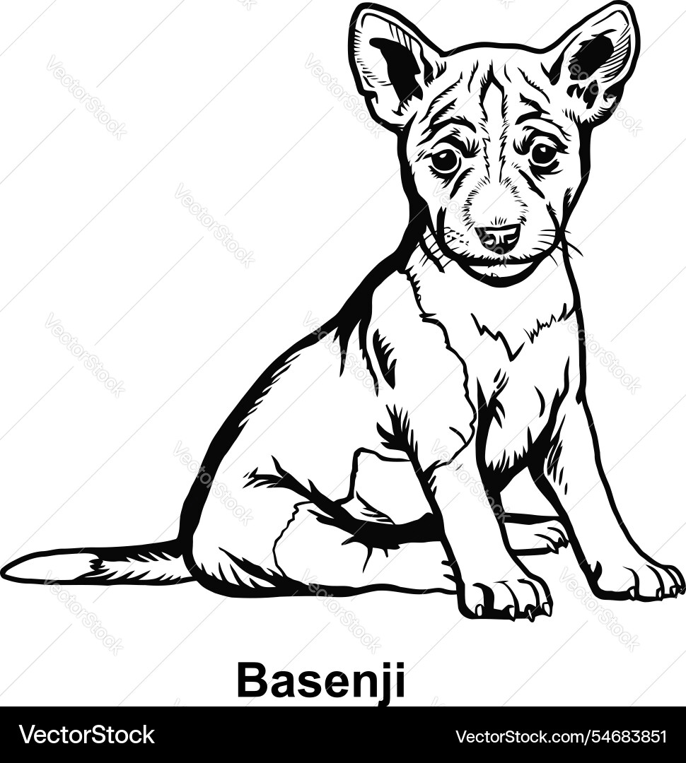 Puppy basenji - dog breed file Royalty Free Vector Image