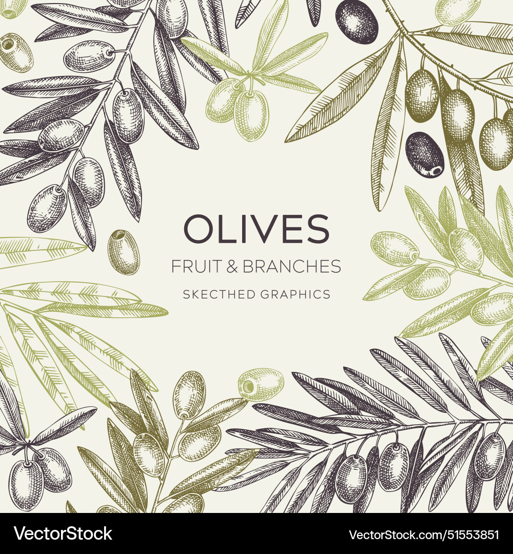 Vintage olives frame designolive tree branches Vector Image