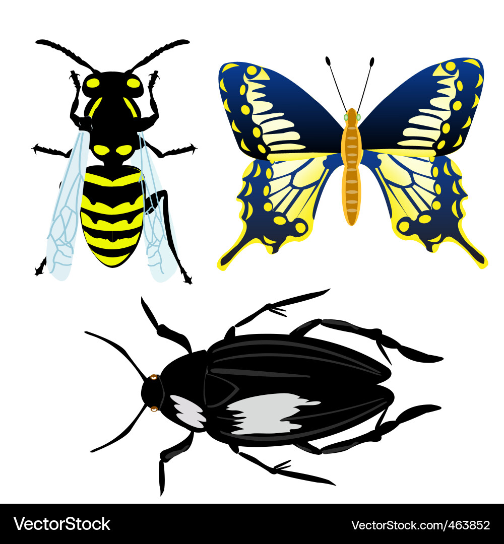 Insect Royalty Free Vector Image - VectorStock