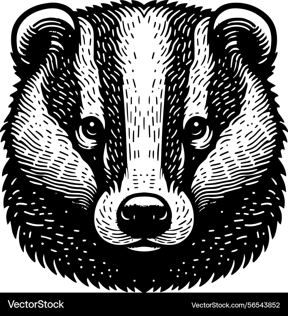 Simple american badger head front view icon Vector Image