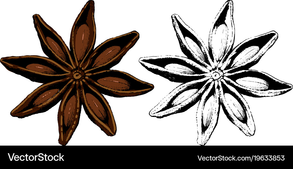 Star anise Royalty Free Vector Image - VectorStock