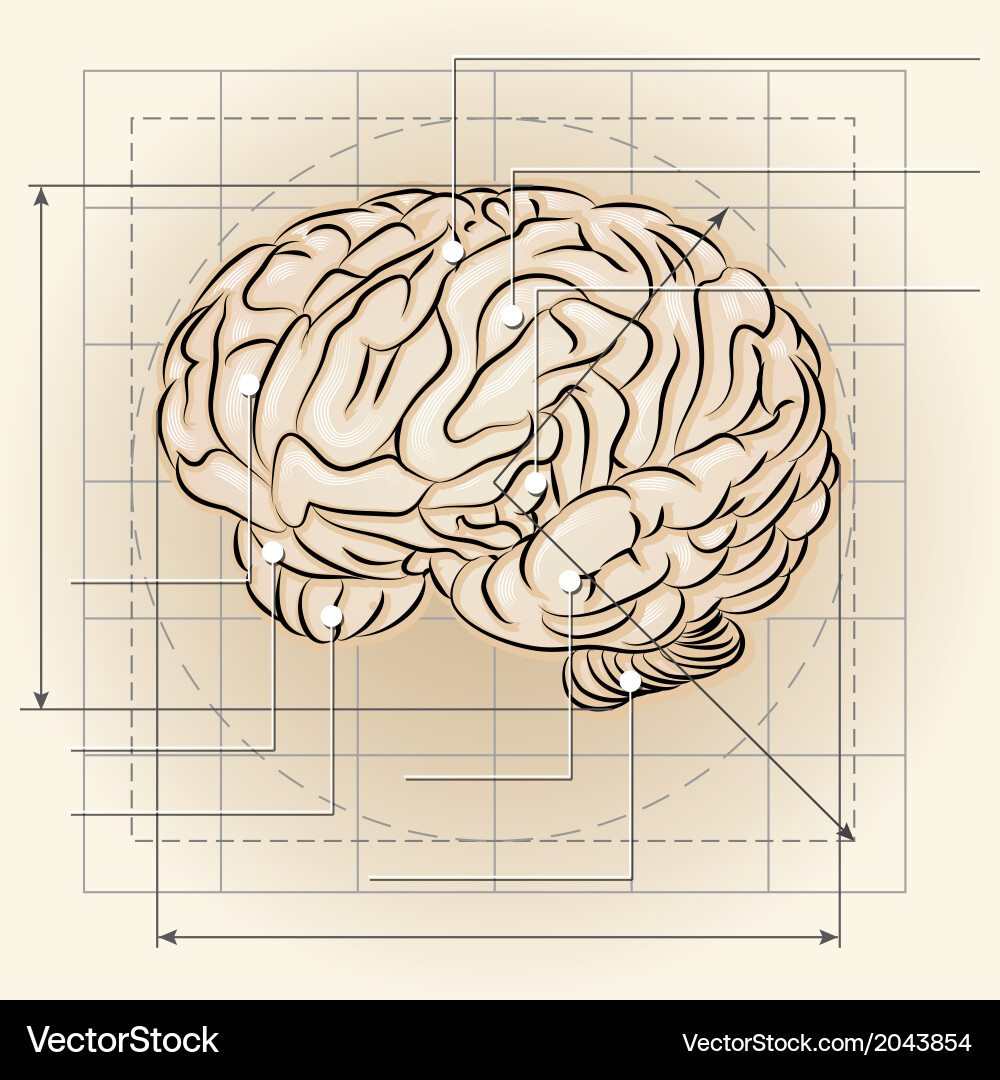 Brain map Royalty Free Vector Image - VectorStock
