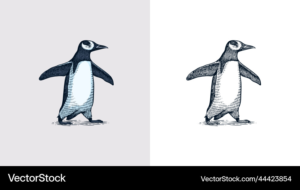 Gentoo penguin adelie chinstrap bird Royalty Free Vector