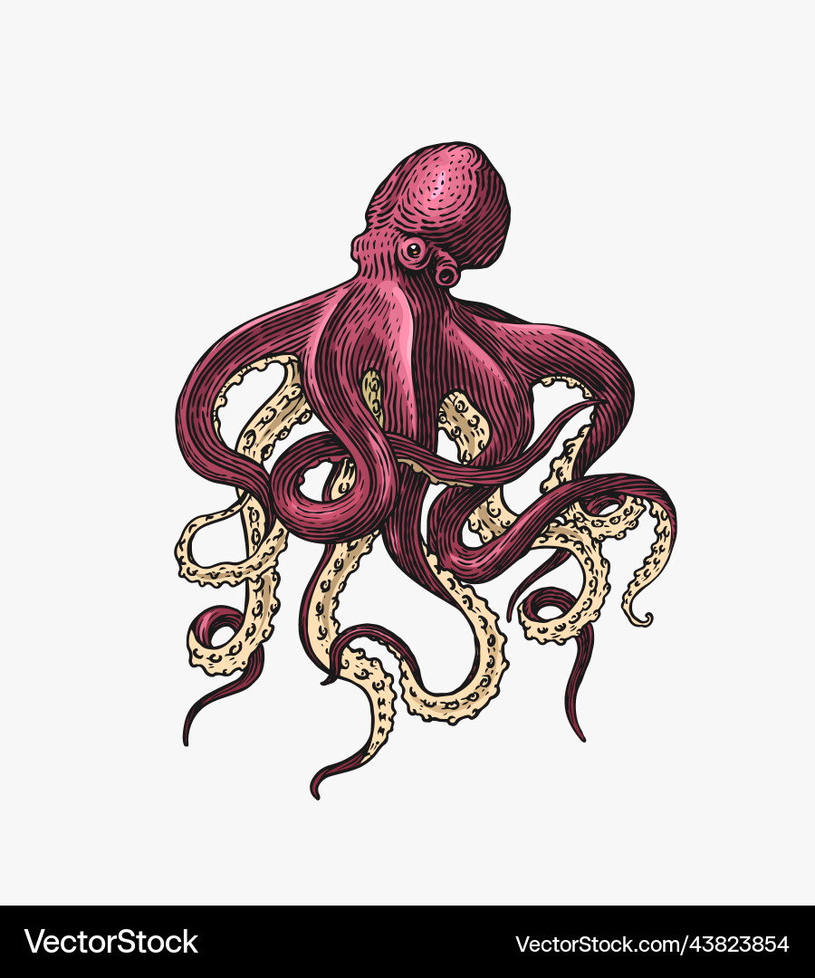 Sea octopus engraved hand drawn in old sketch Vector Image