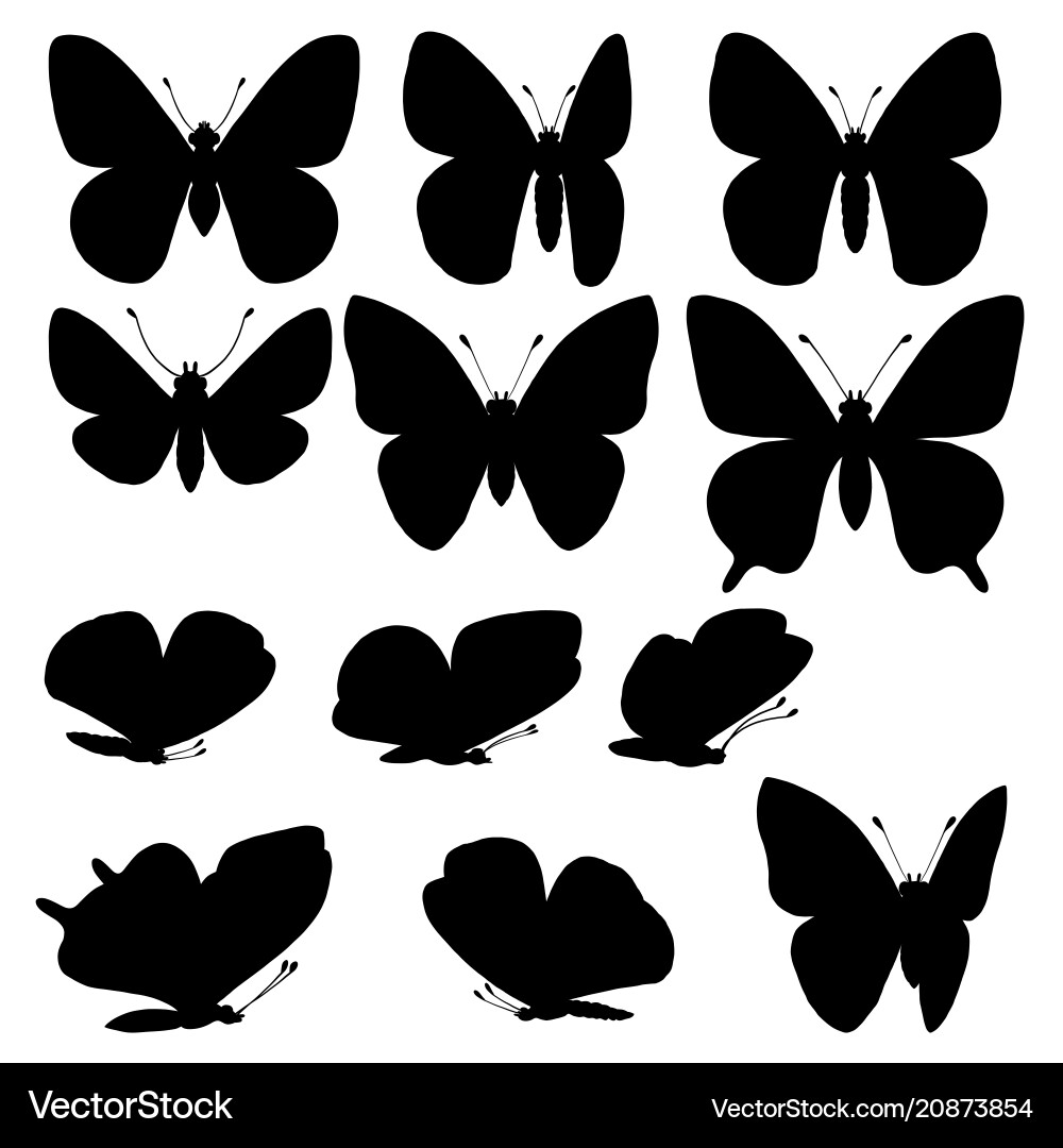 Emperor Moth Vector Images (70)