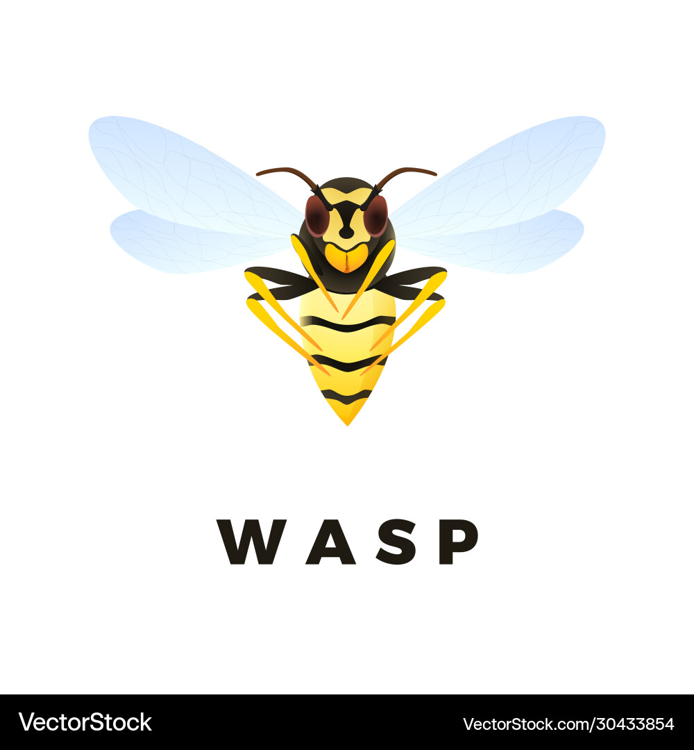 Wasp cartoon isolated on white background Vector Image