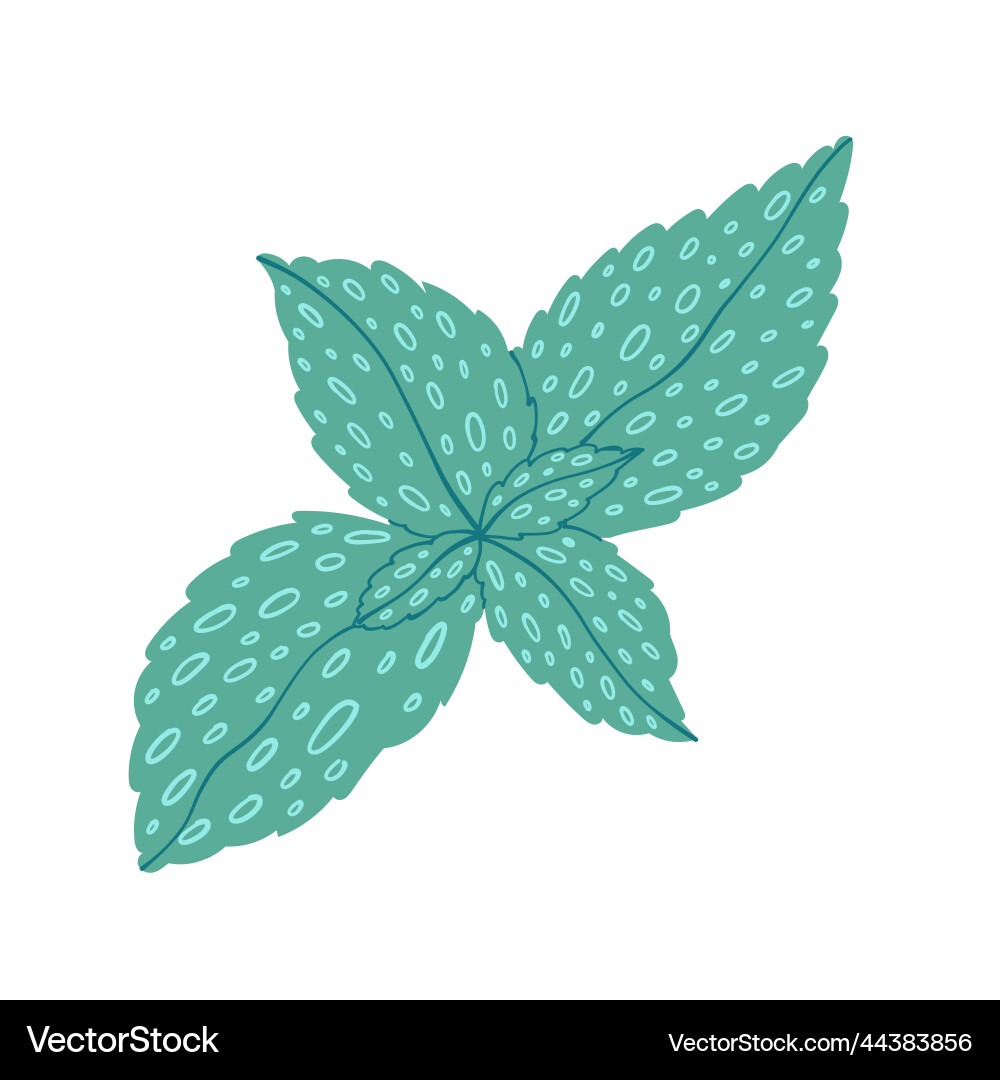 Mint on white background Royalty Free Vector Image