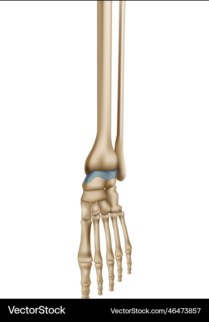 Realistic Human Foot Bones Anatomy Royalty Free Vector Image