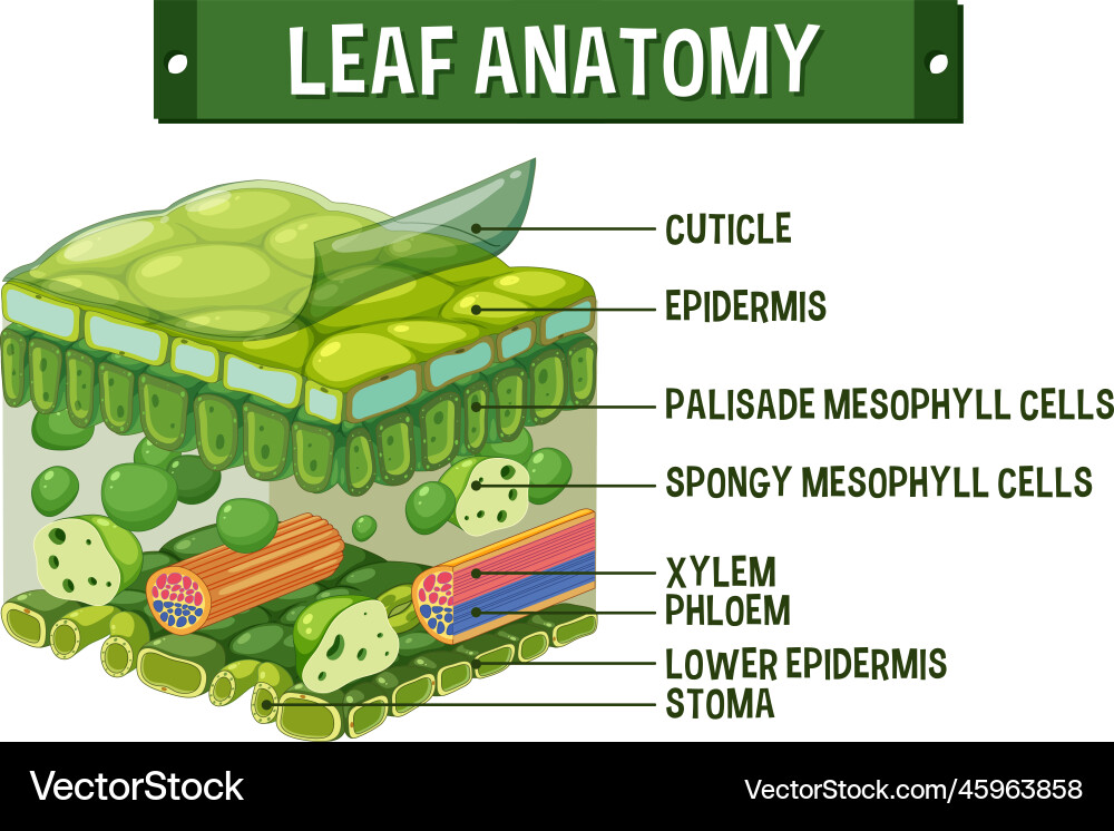 Leaf Anatomy Diagram - Cross Section Royalty Free Vector