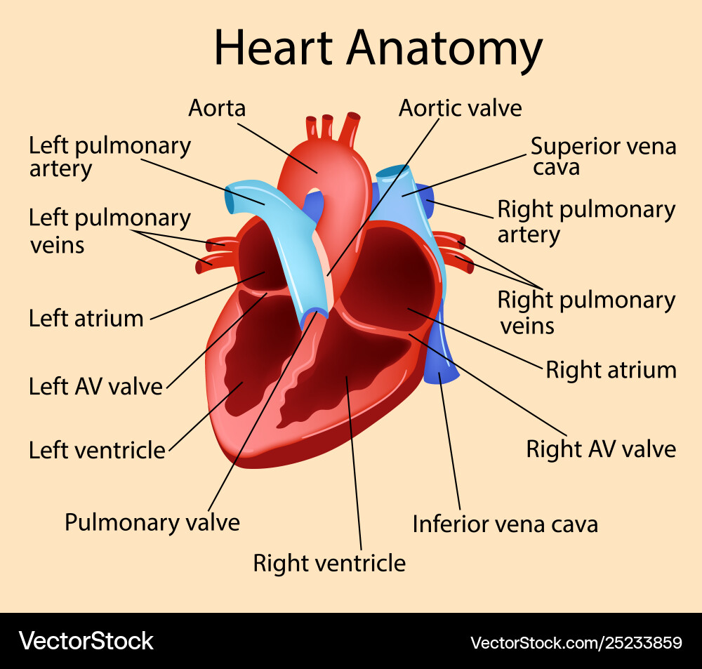 Anatomical heart part Royalty Free Vector Image